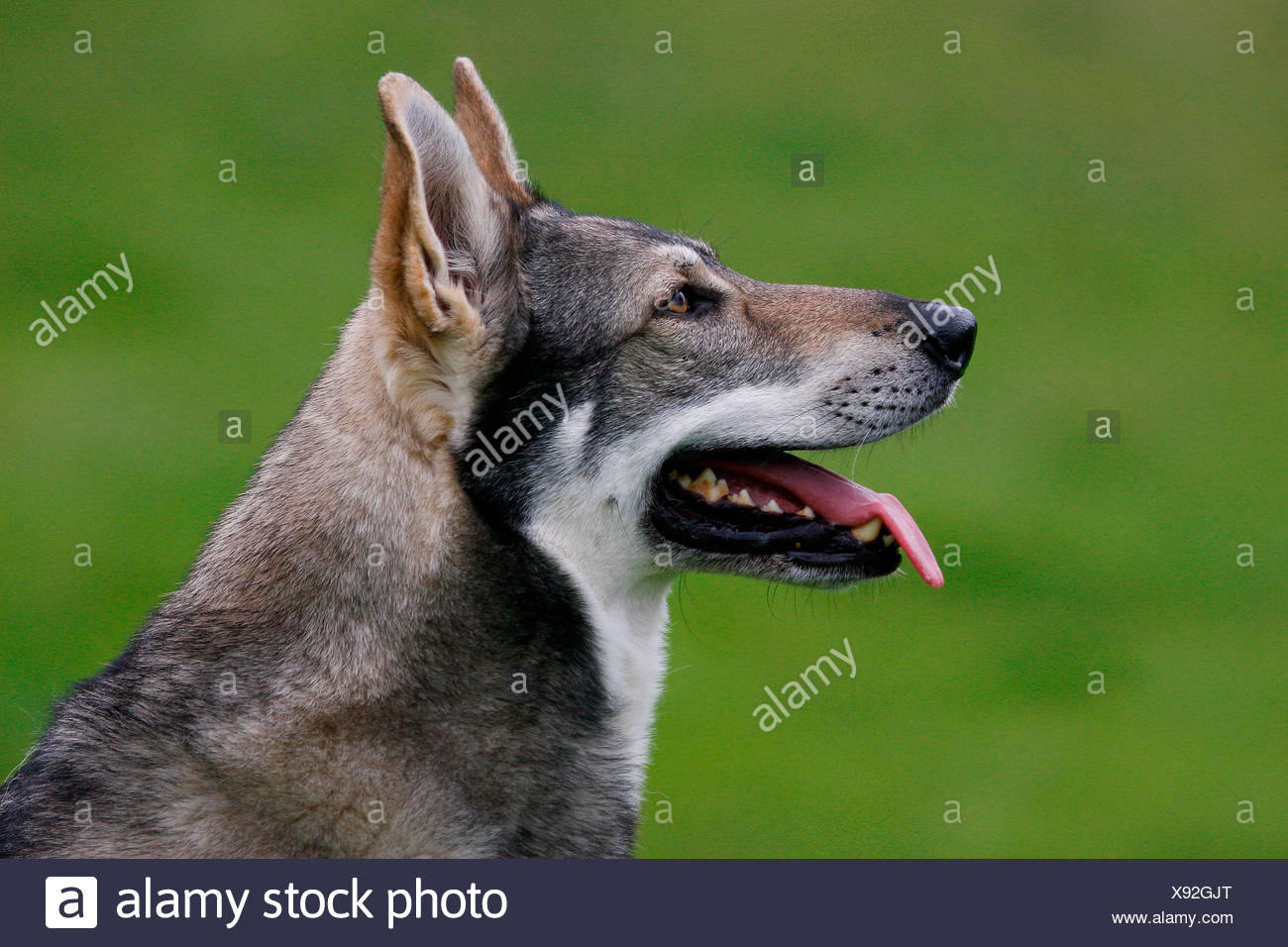 Saarloos Wolf Dogs High Resolution Stock Photography and Images - Alamy