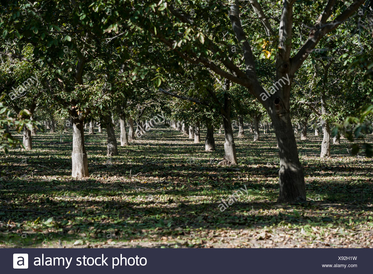 Walnut Grove Stock Photos & Walnut Grove Stock Images - Alamy