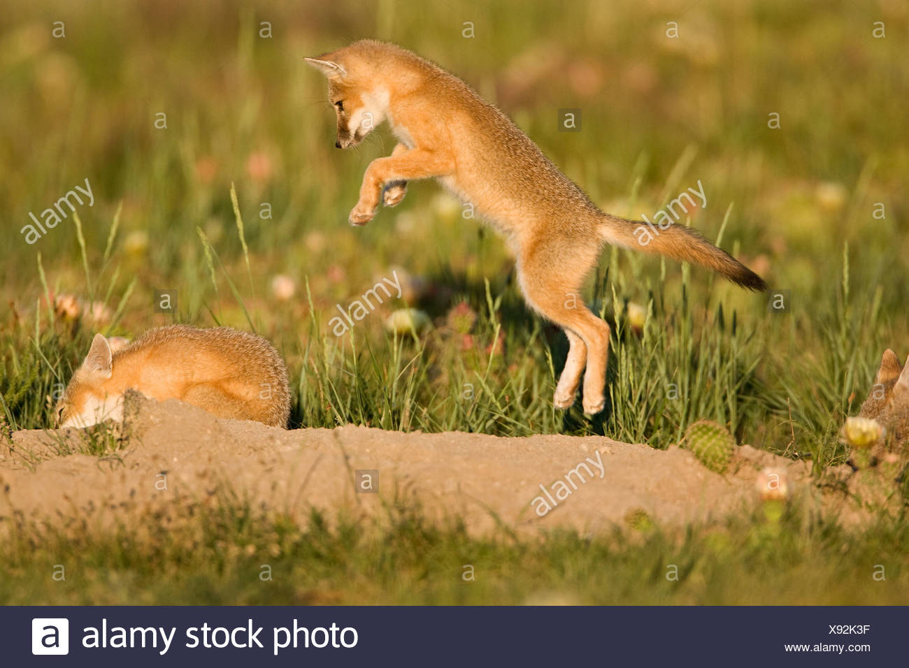 Leaping Fox High Resolution Stock Photography and Images - Alamy