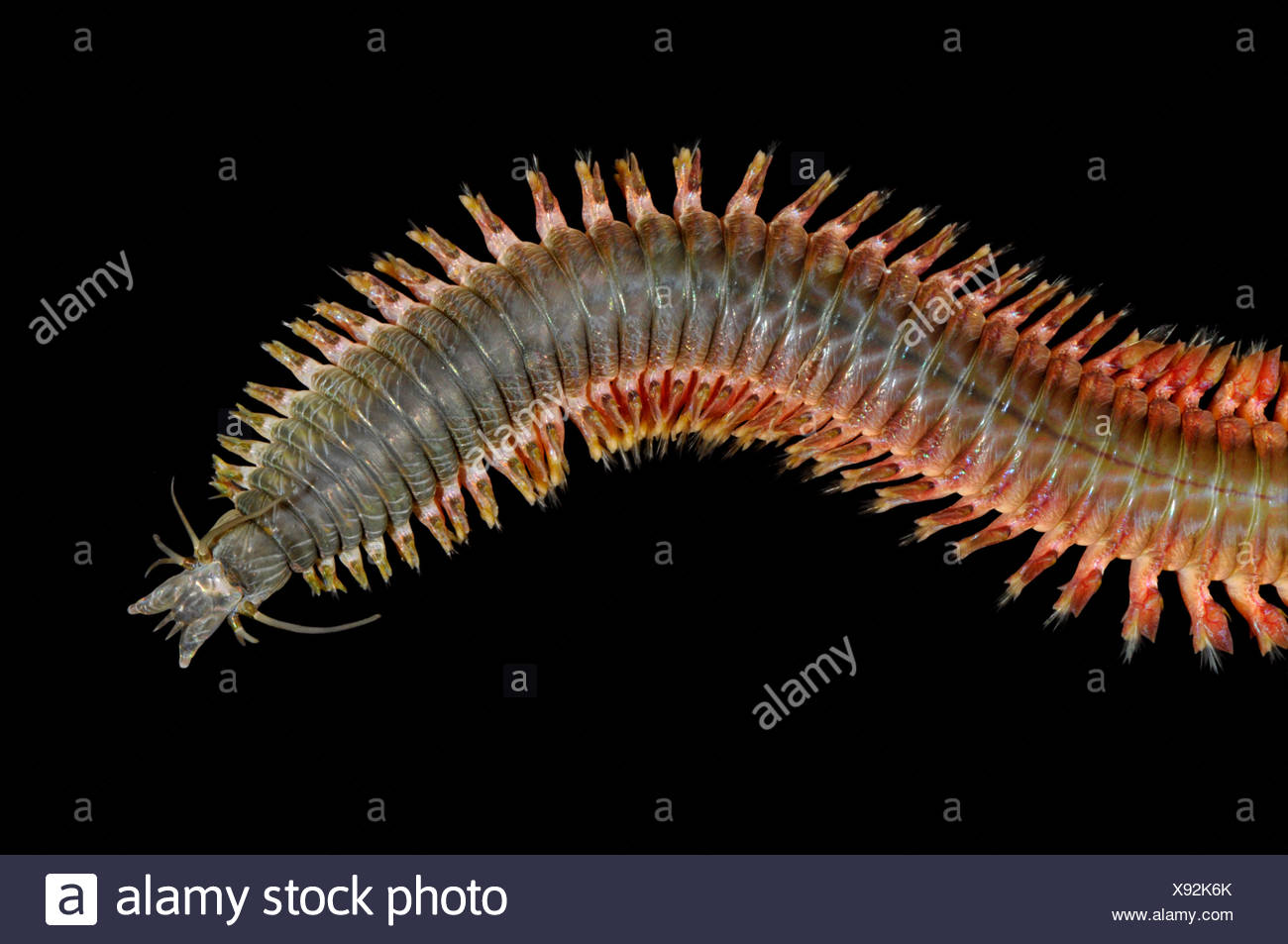 Ragworm High Resolution Stock Photography and Images - Alamy