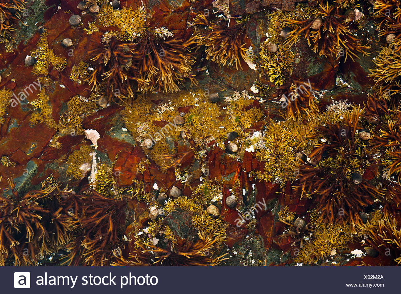 Knotted Wrack Algae High Resolution Stock Photography and Images - Alamy