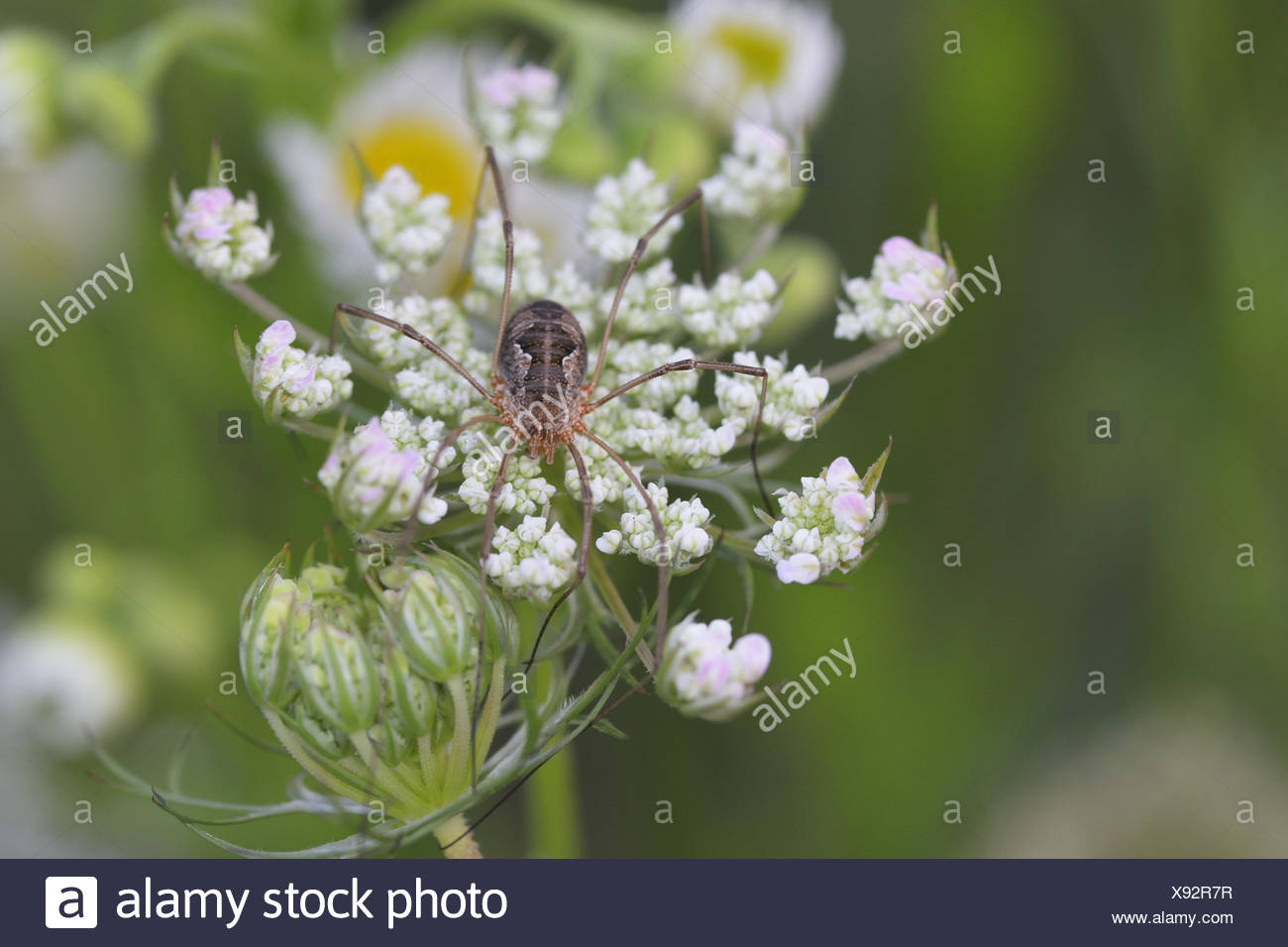 Opa Langbein High Resolution Stock Photography and Images - Alamy