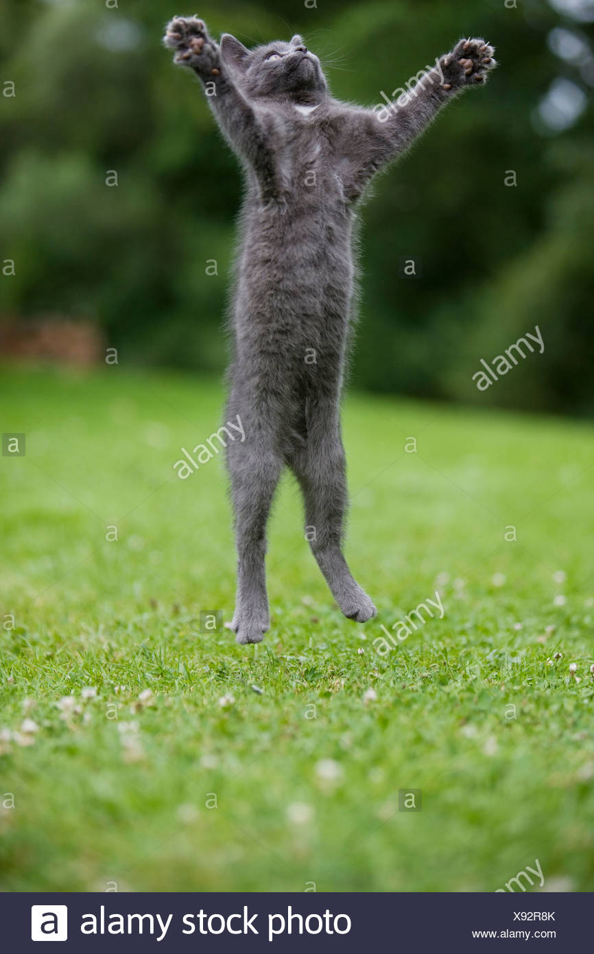 Jumping Cat High Resolution Stock Photography and Images - Alamy