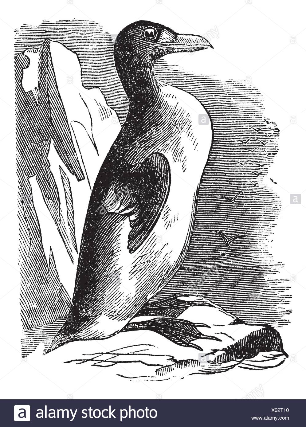 Black White Drawing Penguin High Resolution Stock Photography and ...