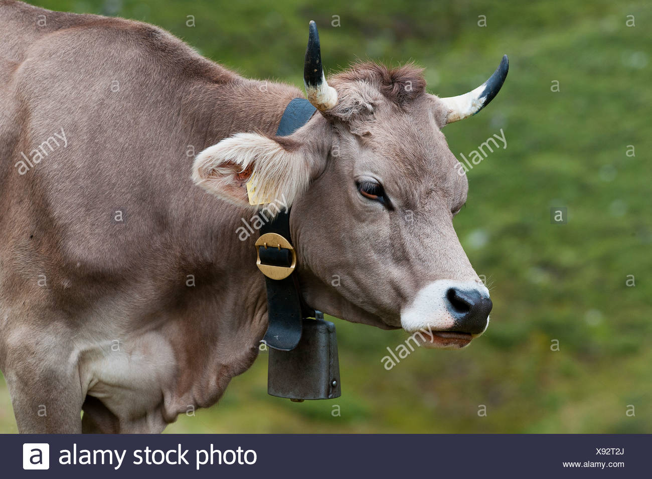 Bell Cow High Resolution Stock Photography and Images - Alamy