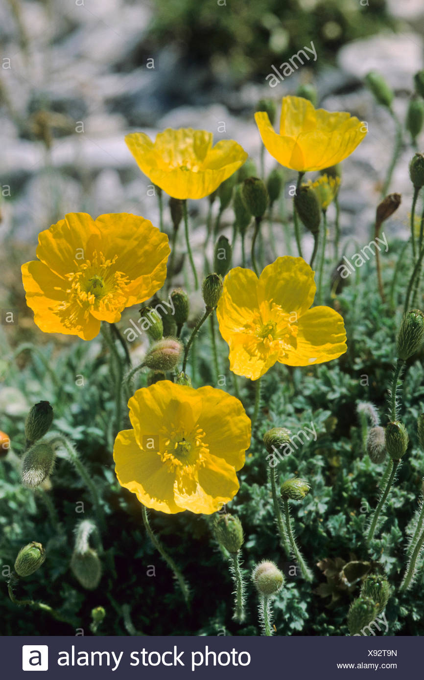 Papaver Alpinum Rhaeticum High Resolution Stock Photography and Images ...