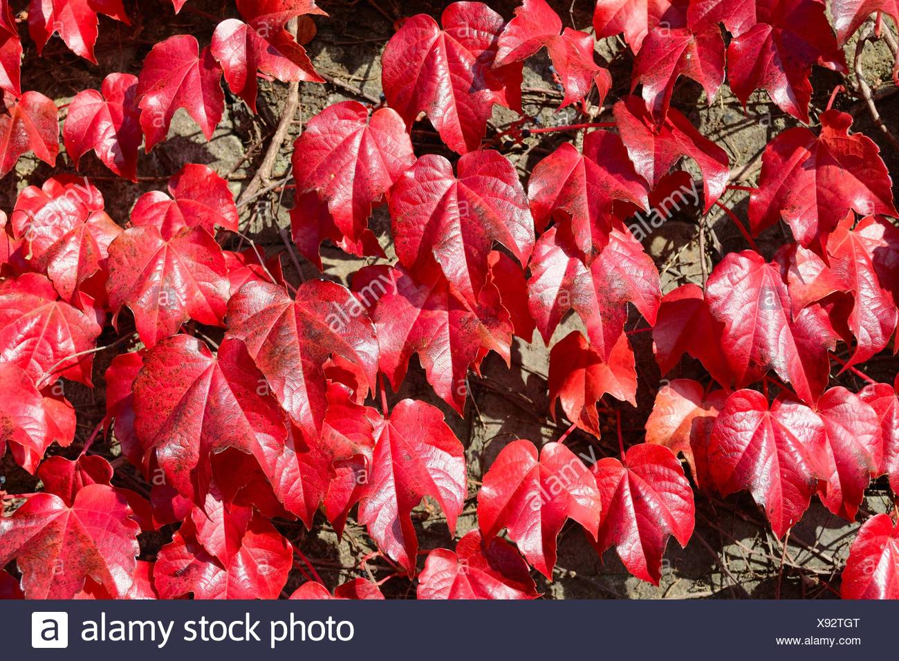 Parthenocissus Tricuspidata Veitchii High Resolution Stock Photography ...