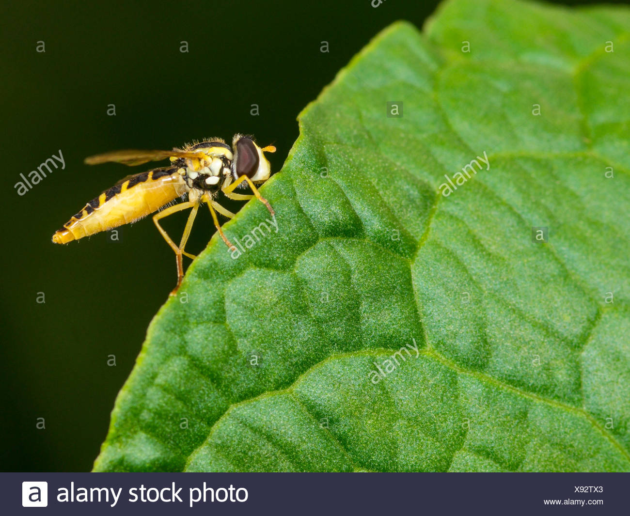 Long Hoverfly Sphaerophoria Scripta High Resolution Stock Photography ...