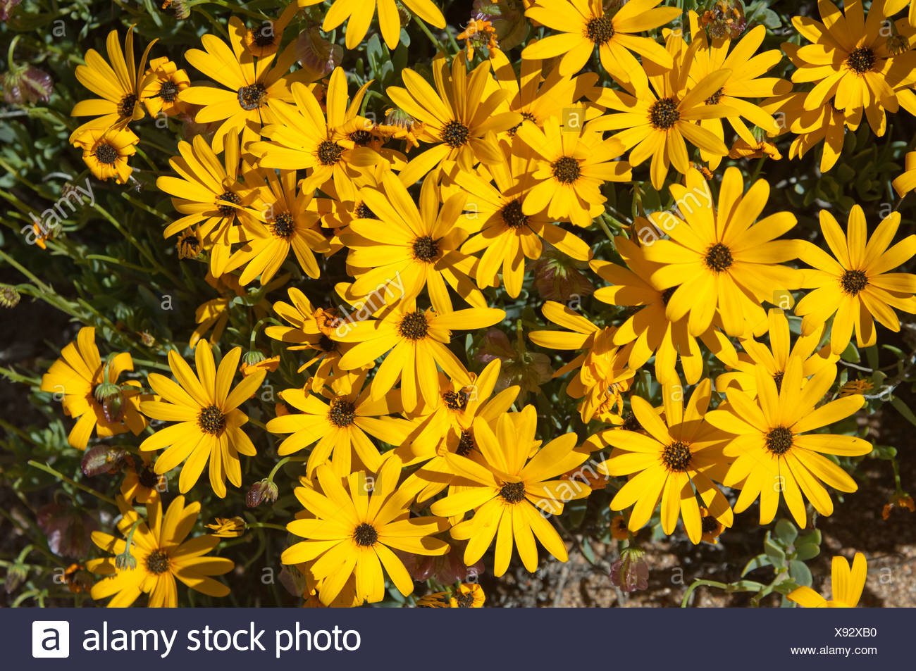 Species Of Shrub High Resolution Stock Photography and Images - Alamy