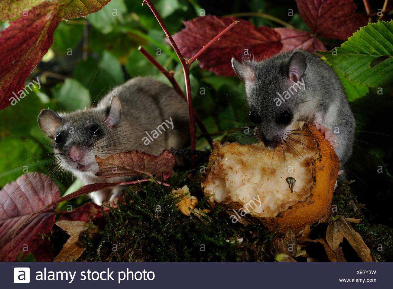 Dormice High Resolution Stock Photography and Images - Alamy