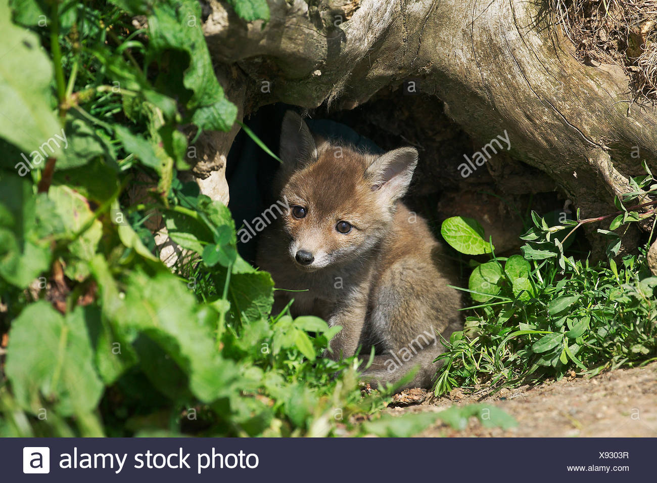 Fox Den High Resolution Stock Photography and Images - Alamy