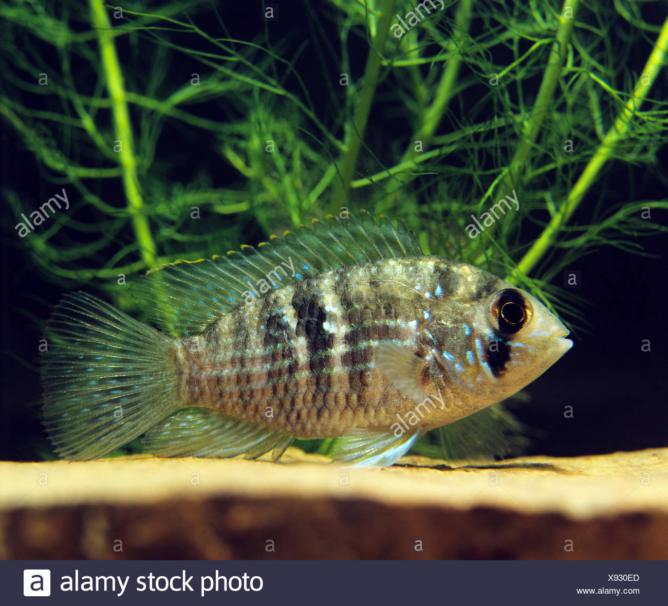 Blue Acaras High Resolution Stock Photography and Images - Alamy