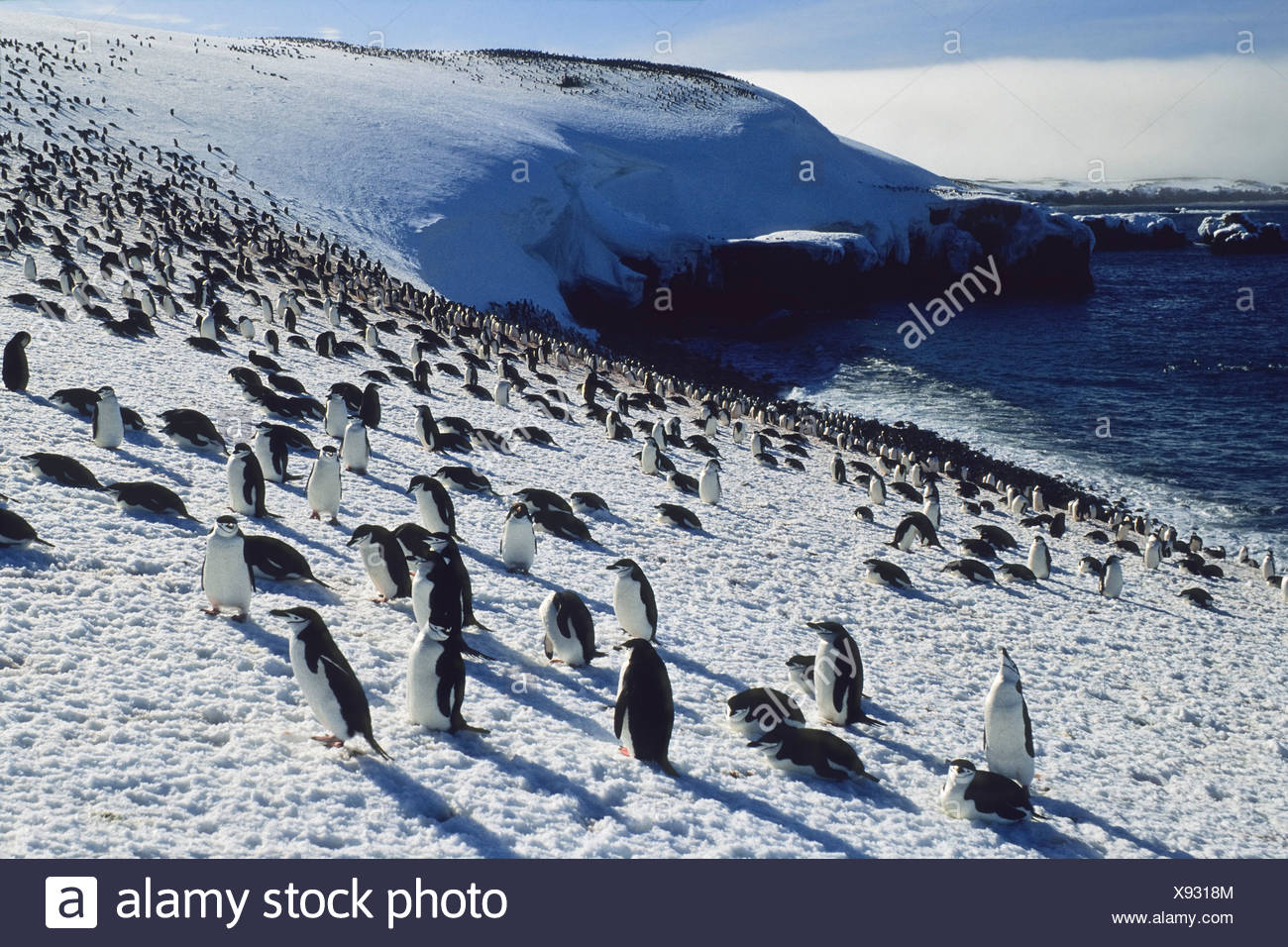 Chinstrap Penguins Stock Photos & Chinstrap Penguins Stock Images - Alamy