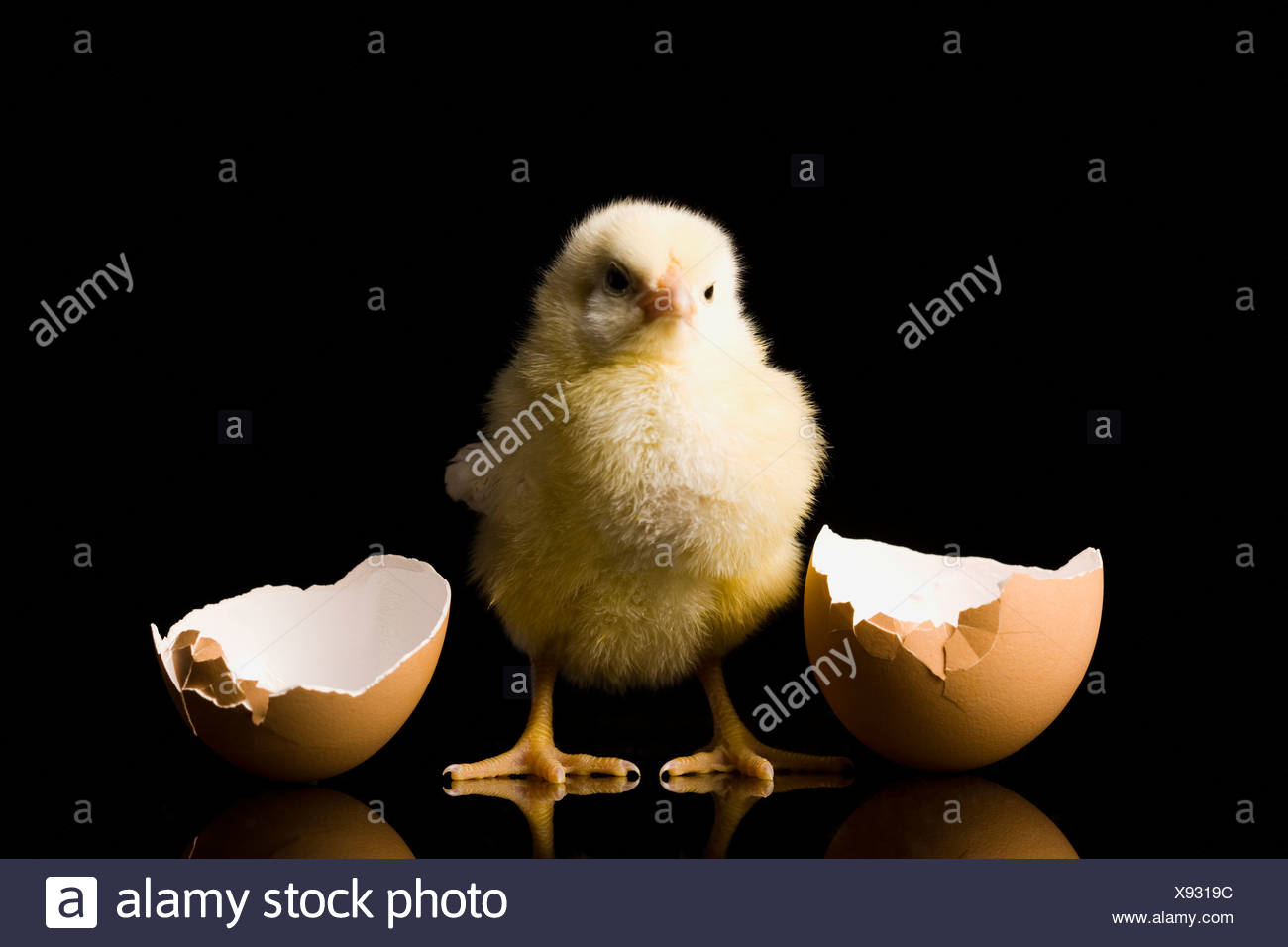 Chick Hatching Egg High Resolution Stock Photography and Images - Alamy