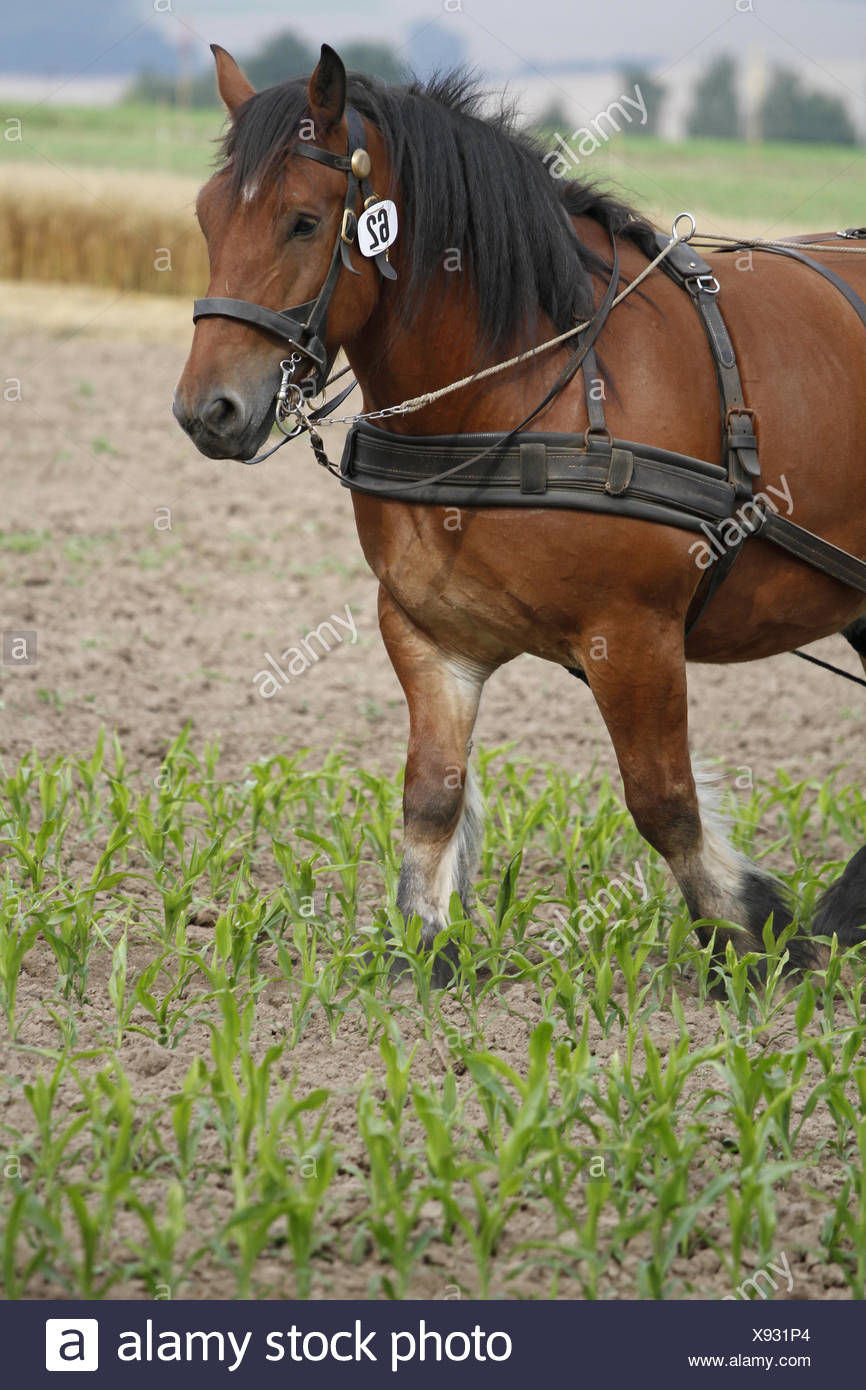 Plough Horse Farming High Resolution Stock Photography and Images - Alamy