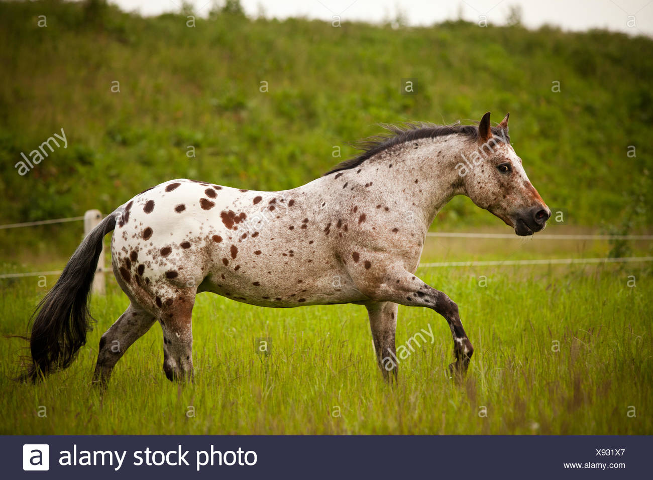 Poa High Resolution Stock Photography and Images - Alamy