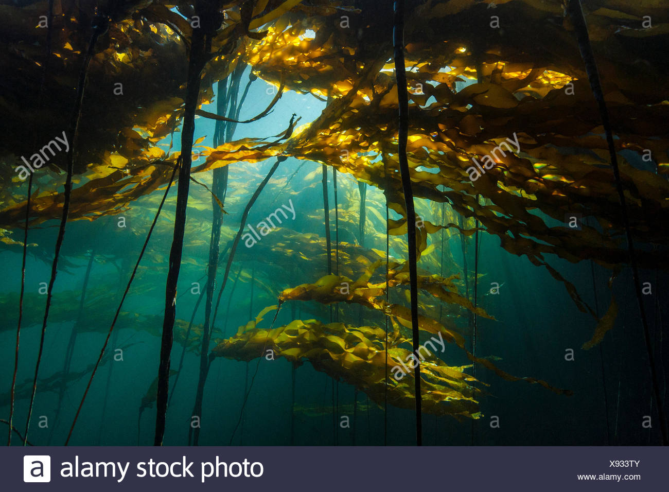 Bull Kelp High Resolution Stock Photography and Images - Alamy
