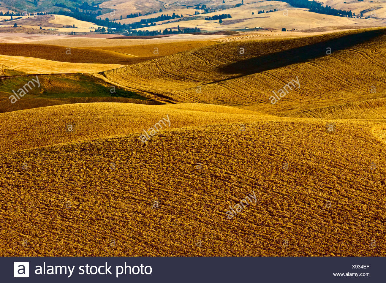 Rolling Field Of Mature High Resolution Stock Photography and Images ...