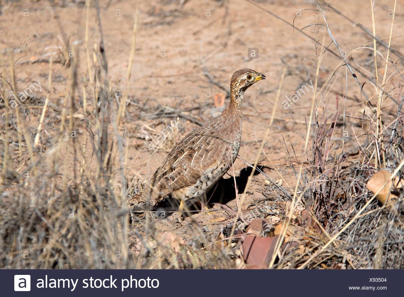 Orange River Francolin High Resolution Stock Photography and Images - Alamy