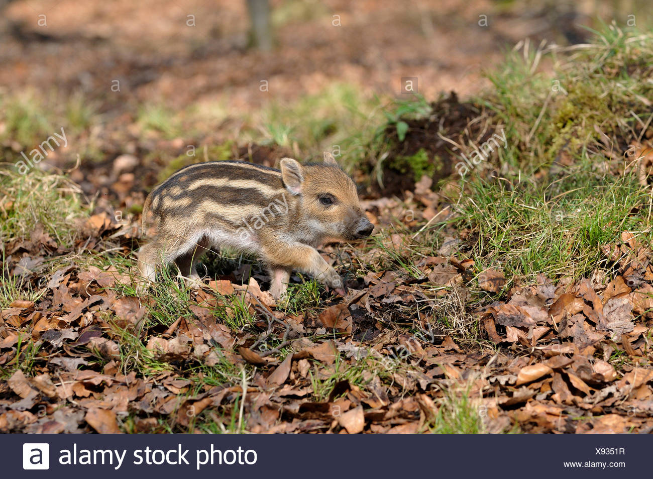 Baby Wild Boar Stock Photos & Baby Wild Boar Stock Images - Alamy