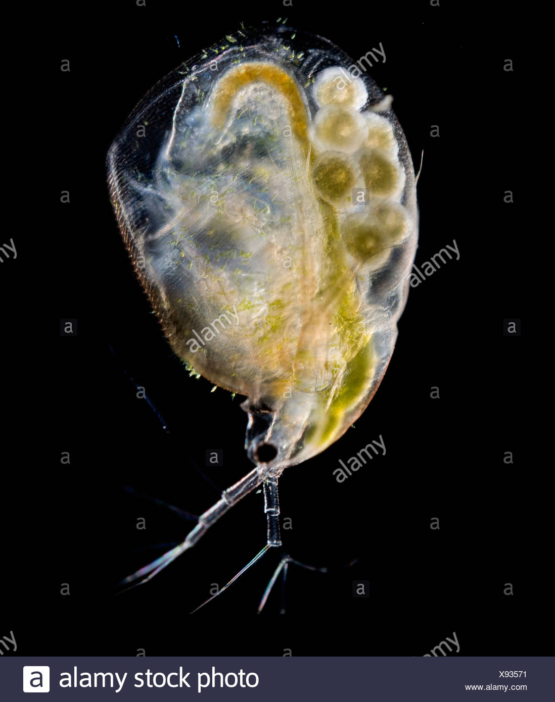 See Water Flea High Resolution Stock Photography and Images - Alamy