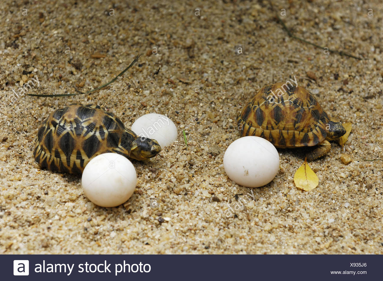 Tortoise With Young High Resolution Stock Photography and Images - Alamy