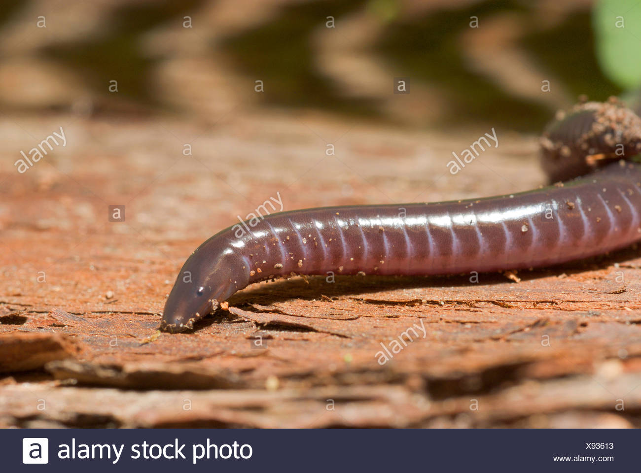 Caecilian Or Caecilians High Resolution Stock Photography and Images ...