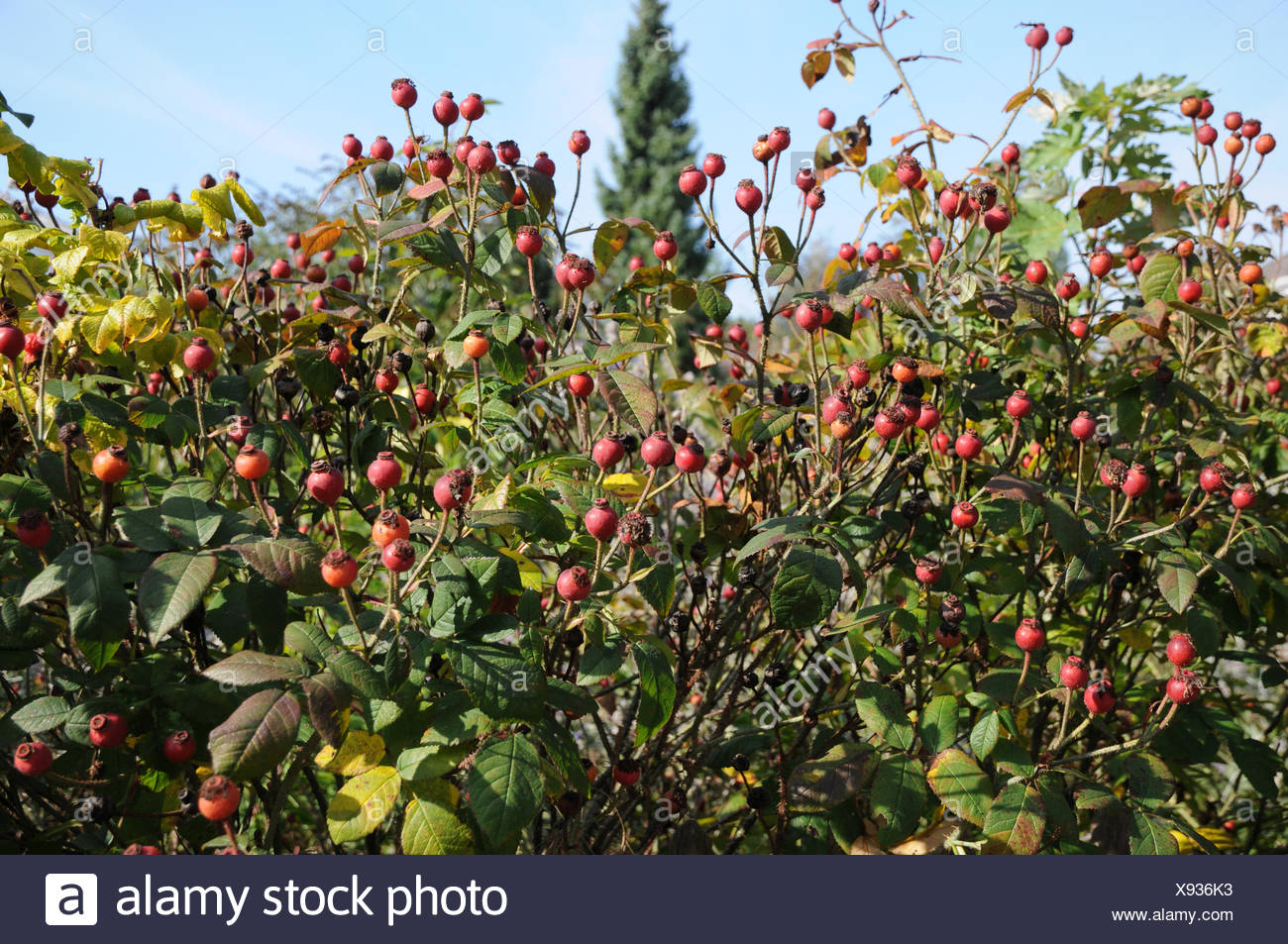 Roses Rosa X High Resolution Stock Photography and Images - Alamy