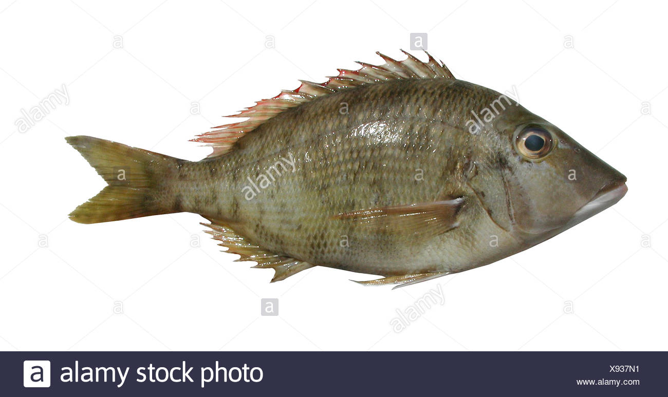 Lethrinus High Resolution Stock Photography and Images - Alamy