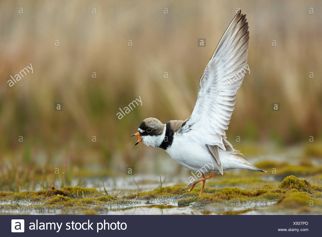 Wing Stretching Stock Photos & Wing Stretching Stock Images - Alamy