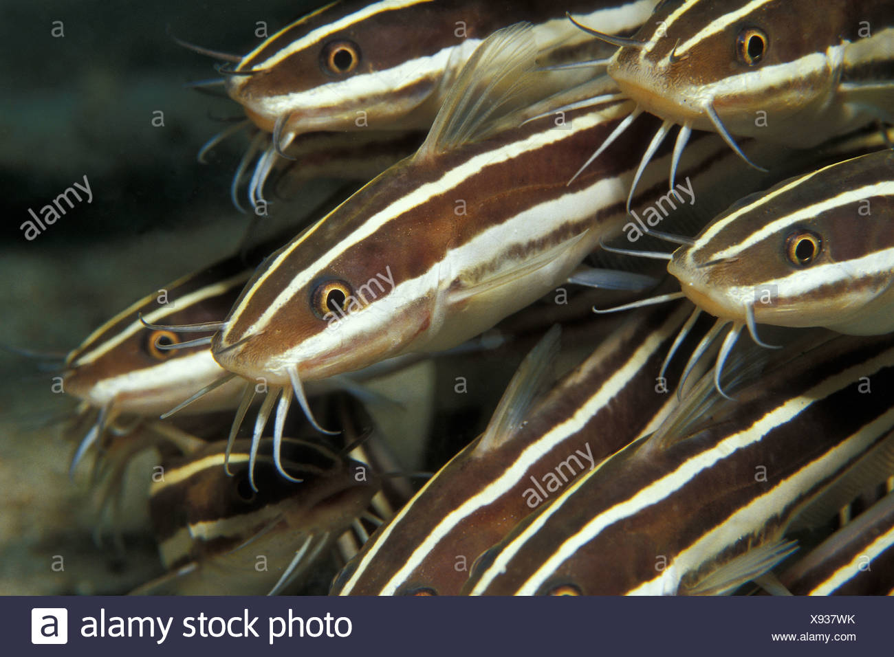 Indo Pacific Striped Eel Catfish High Resolution Stock Photography and ...