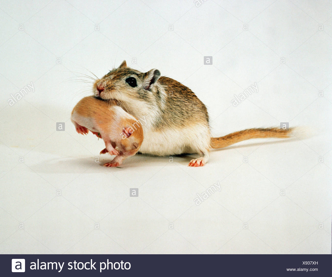 Female Gerbils High Resolution Stock Photography and Images - Alamy