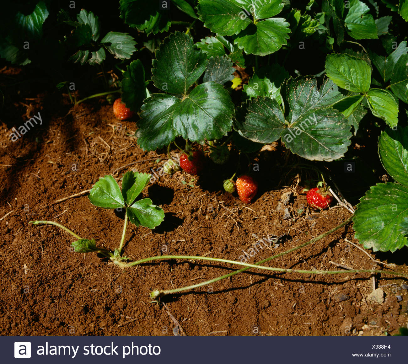 Strawberry Plants And Runners High Resolution Stock Photography and ...