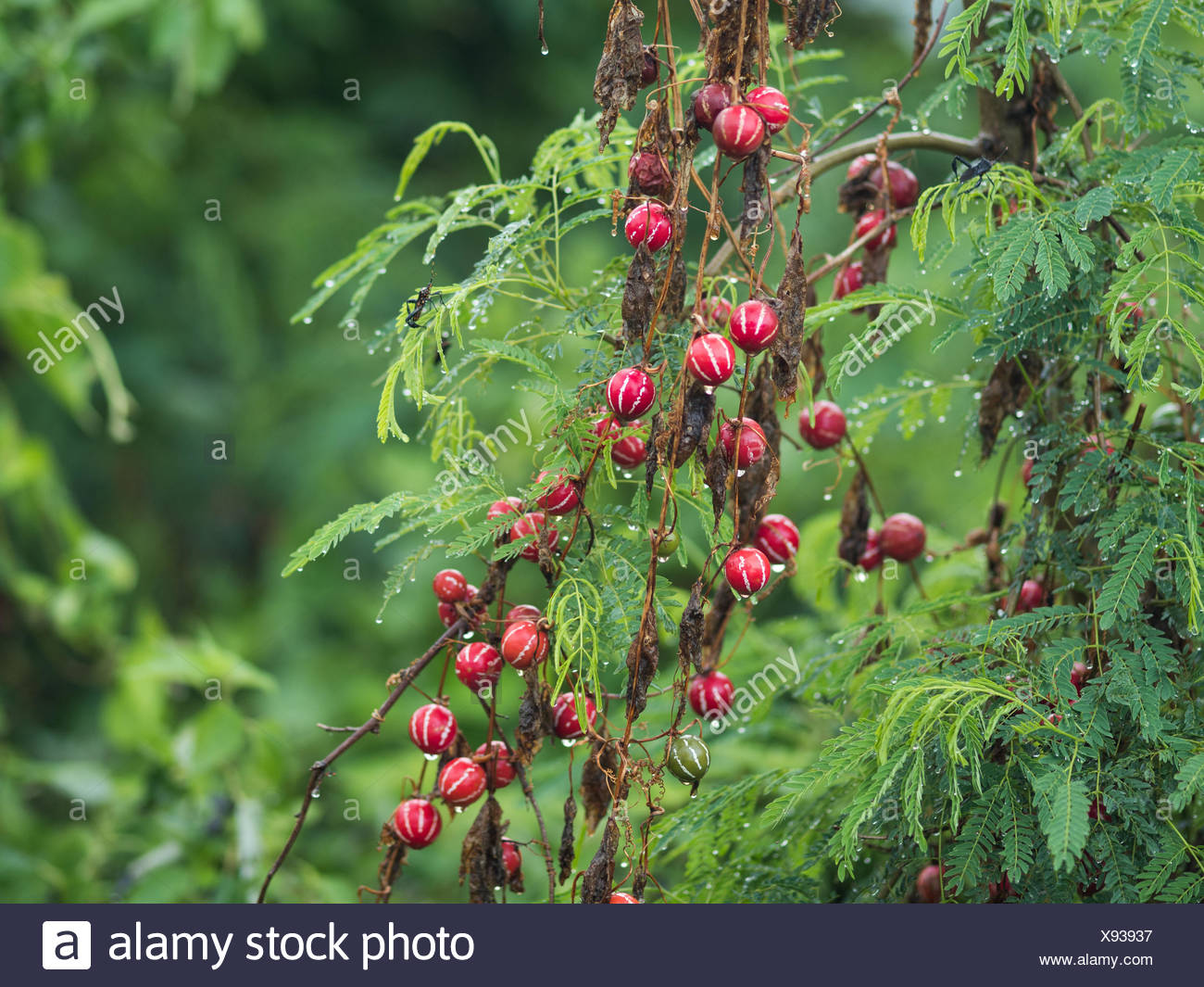Diplocyclos High Resolution Stock Photography and Images - Alamy