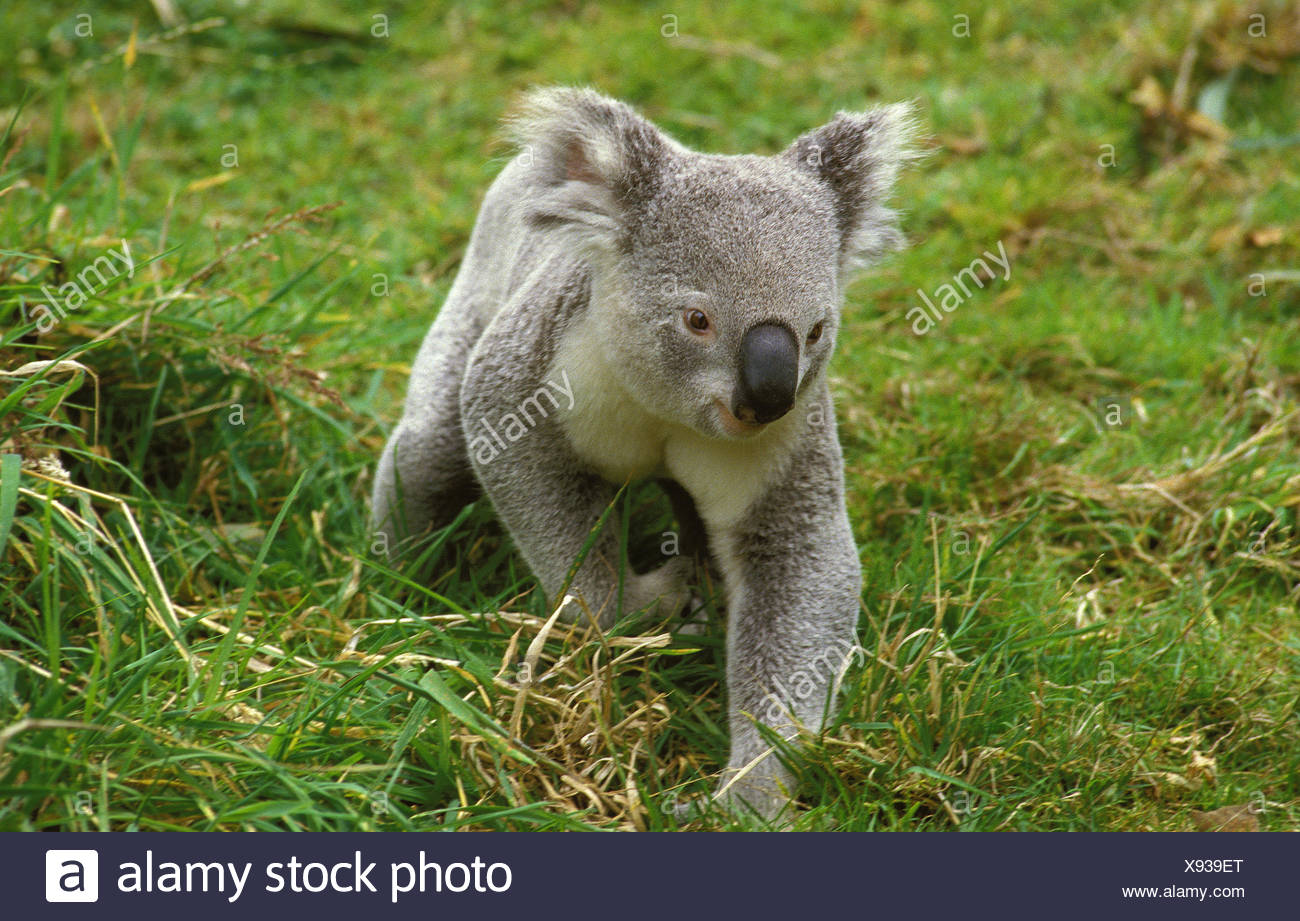 Koala Walking High Resolution Stock Photography and Images - Alamy