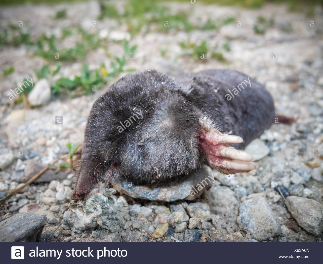 Dead Mole High Resolution Stock Photography and Images - Alamy