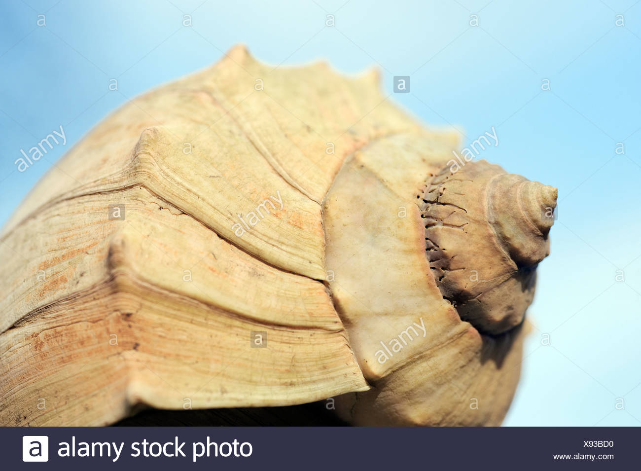 Mollusks High Resolution Stock Photography and Images - Alamy
