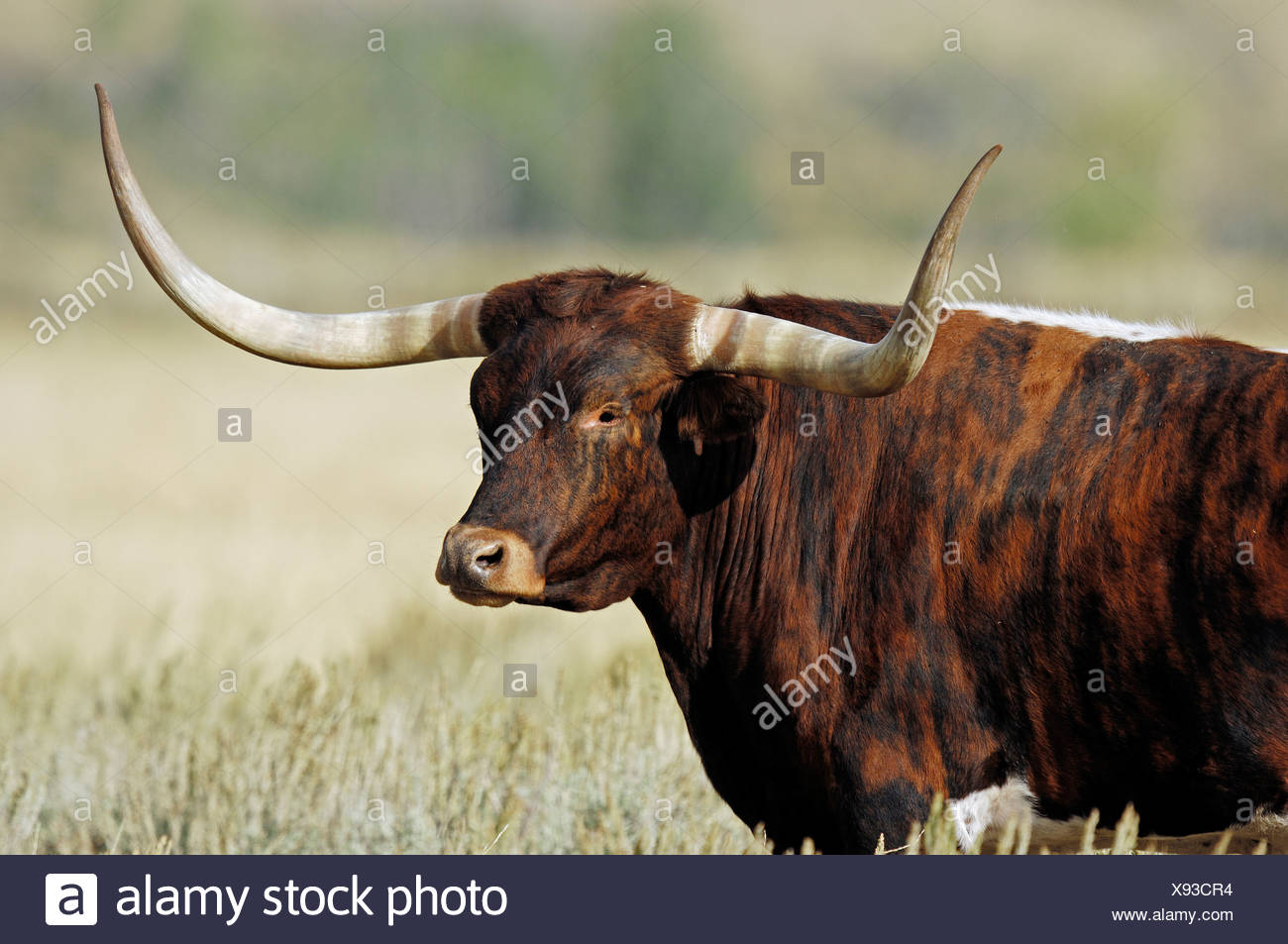 Texas Longhorn High Resolution Stock Photography and Images - Alamy