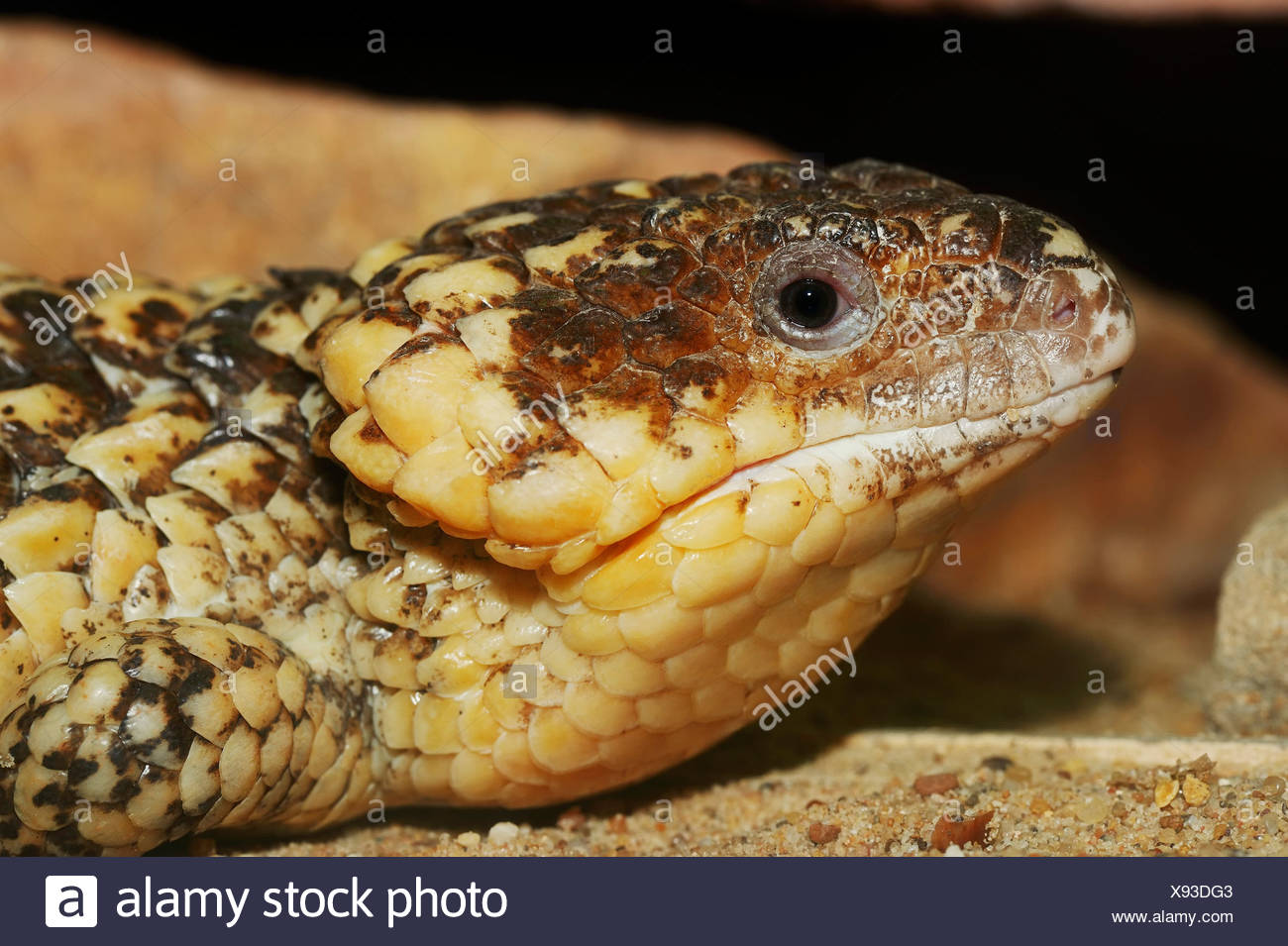 Western Skink High Resolution Stock Photography and Images - Alamy