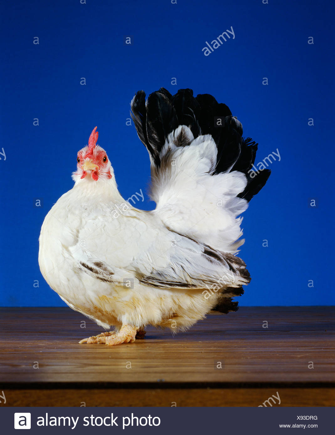 Japanese Bantam Stock Photos & Japanese Bantam Stock Images - Alamy