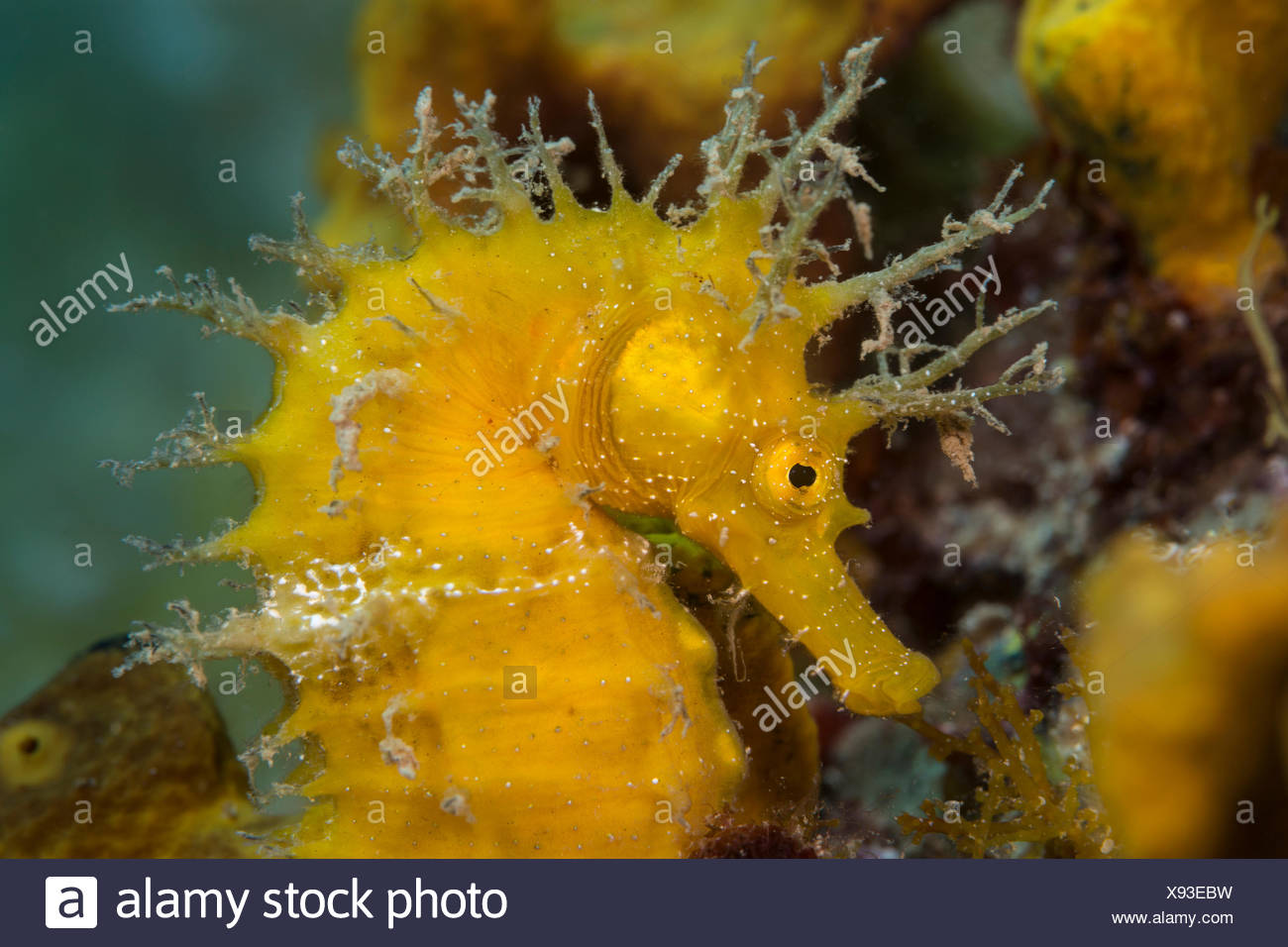 Long Snouted Seahorse High Resolution Stock Photography and Images - Alamy