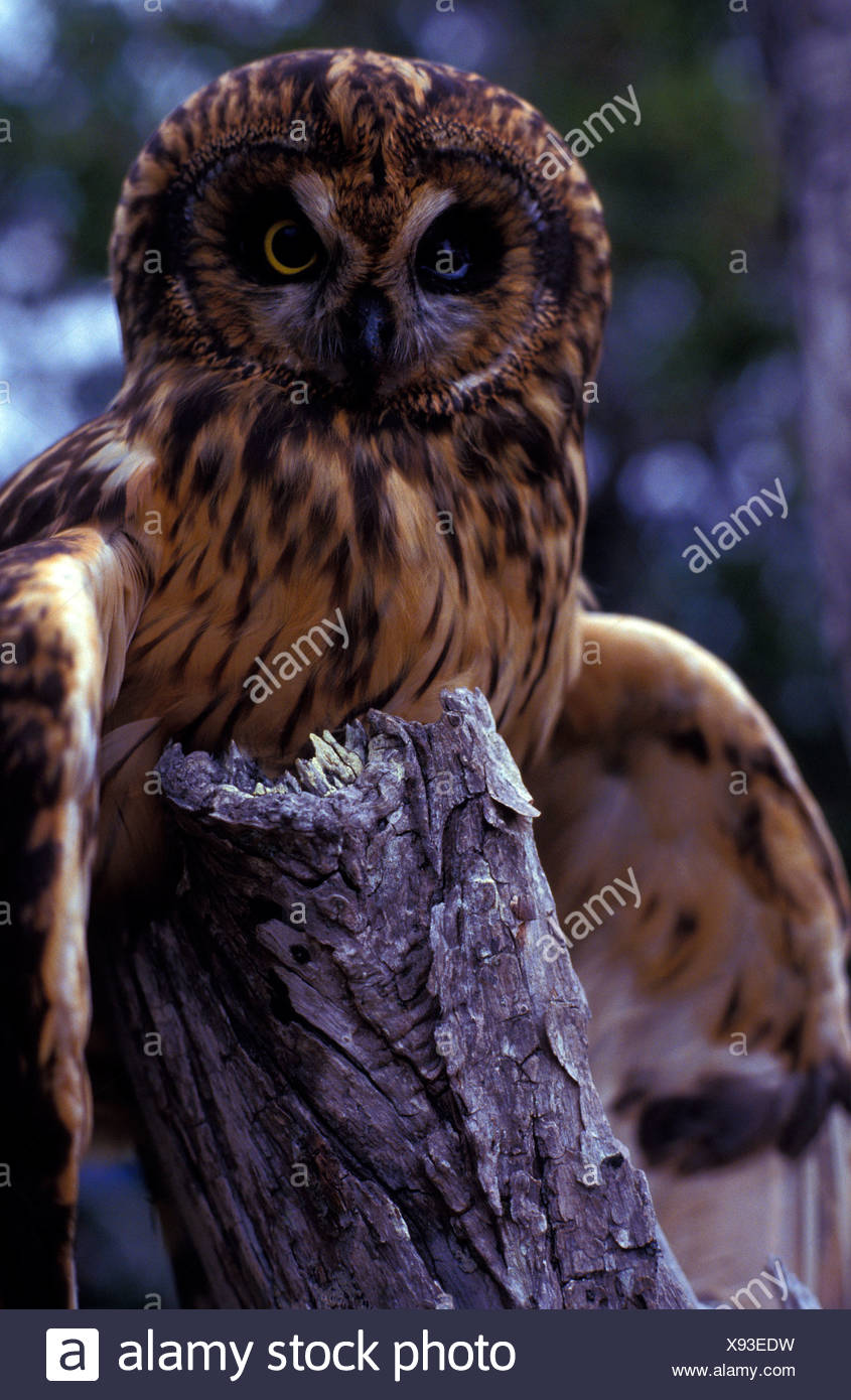 Pueo High Resolution Stock Photography and Images - Alamy