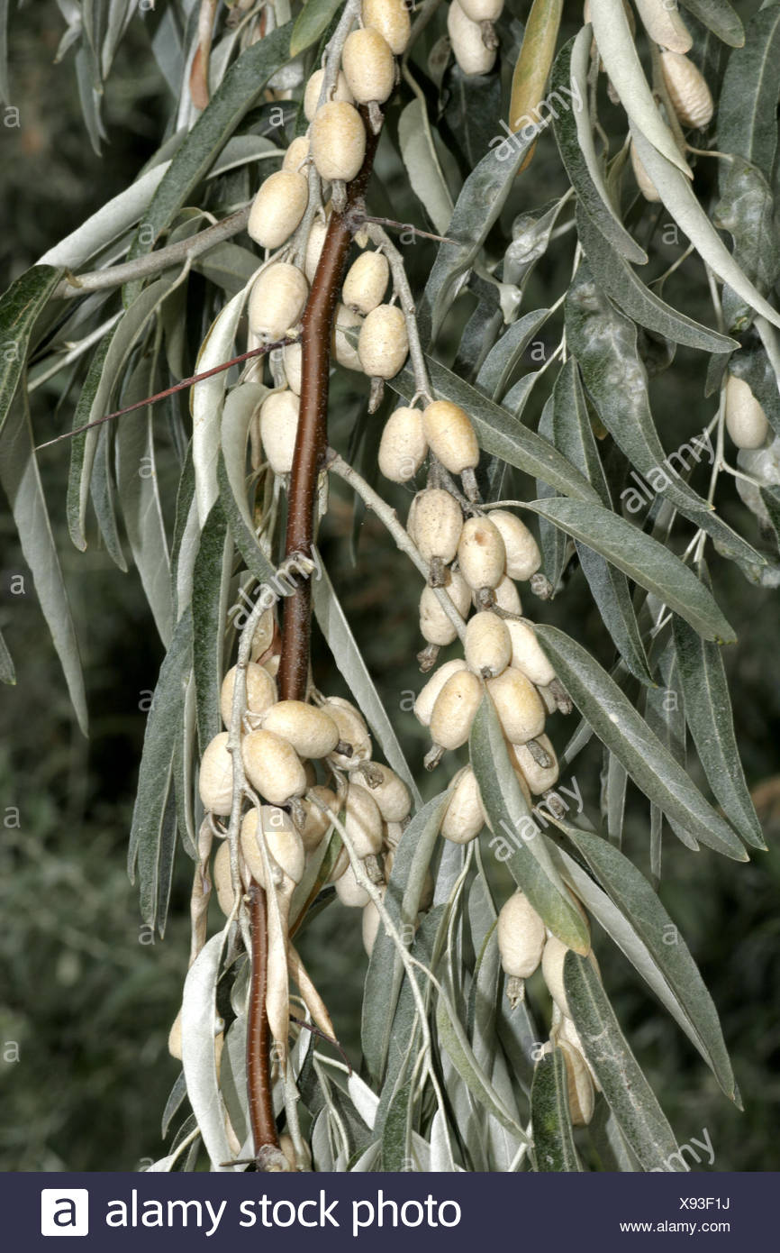 Silverberry High Resolution Stock Photography and Images - Alamy