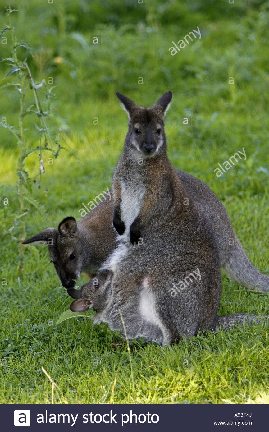 Red Necked Wallaby Female Stock Photos & Red Necked Wallaby Female ...