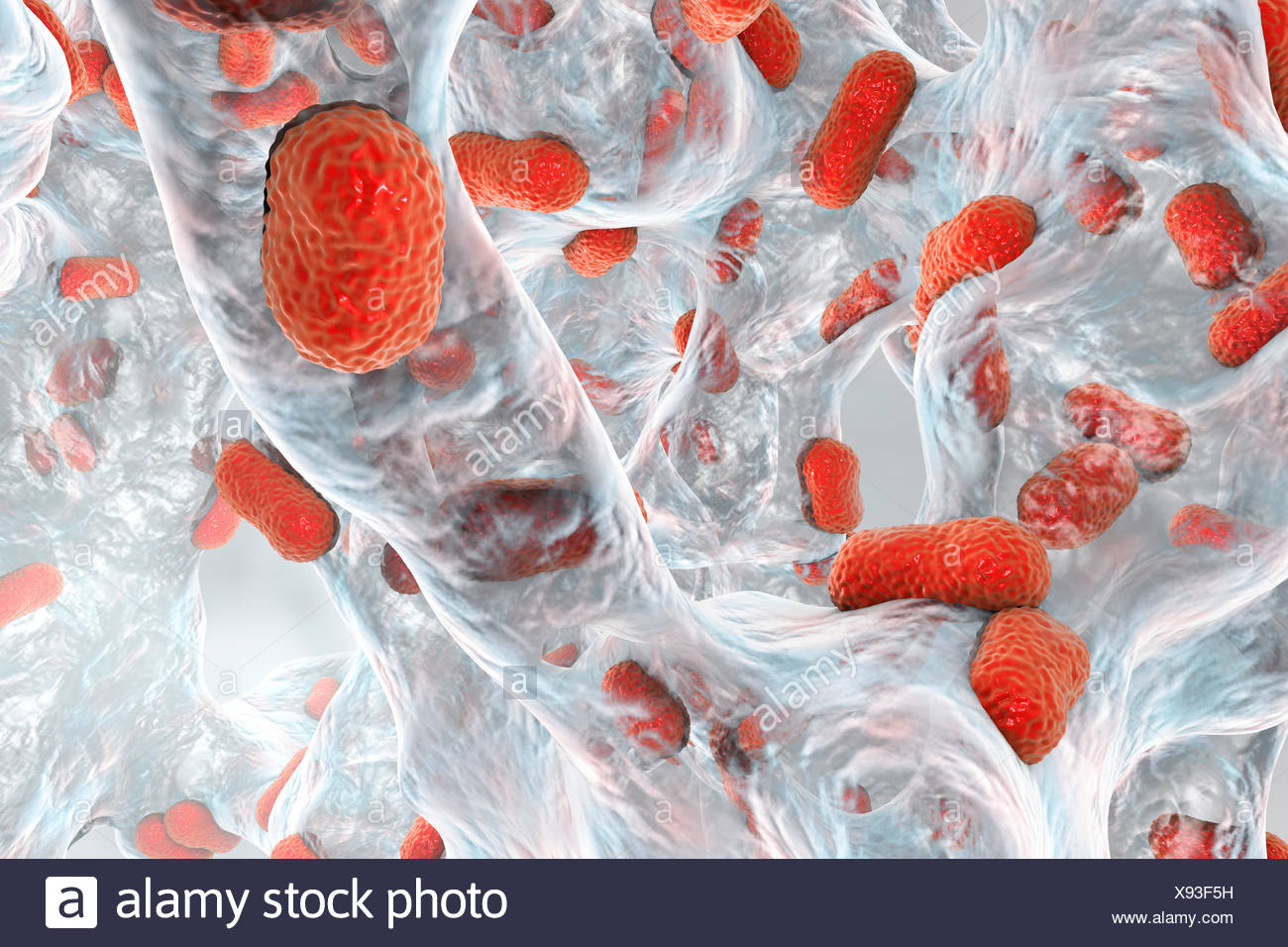 Coccobacillus High Resolution Stock Photography and Images - Alamy