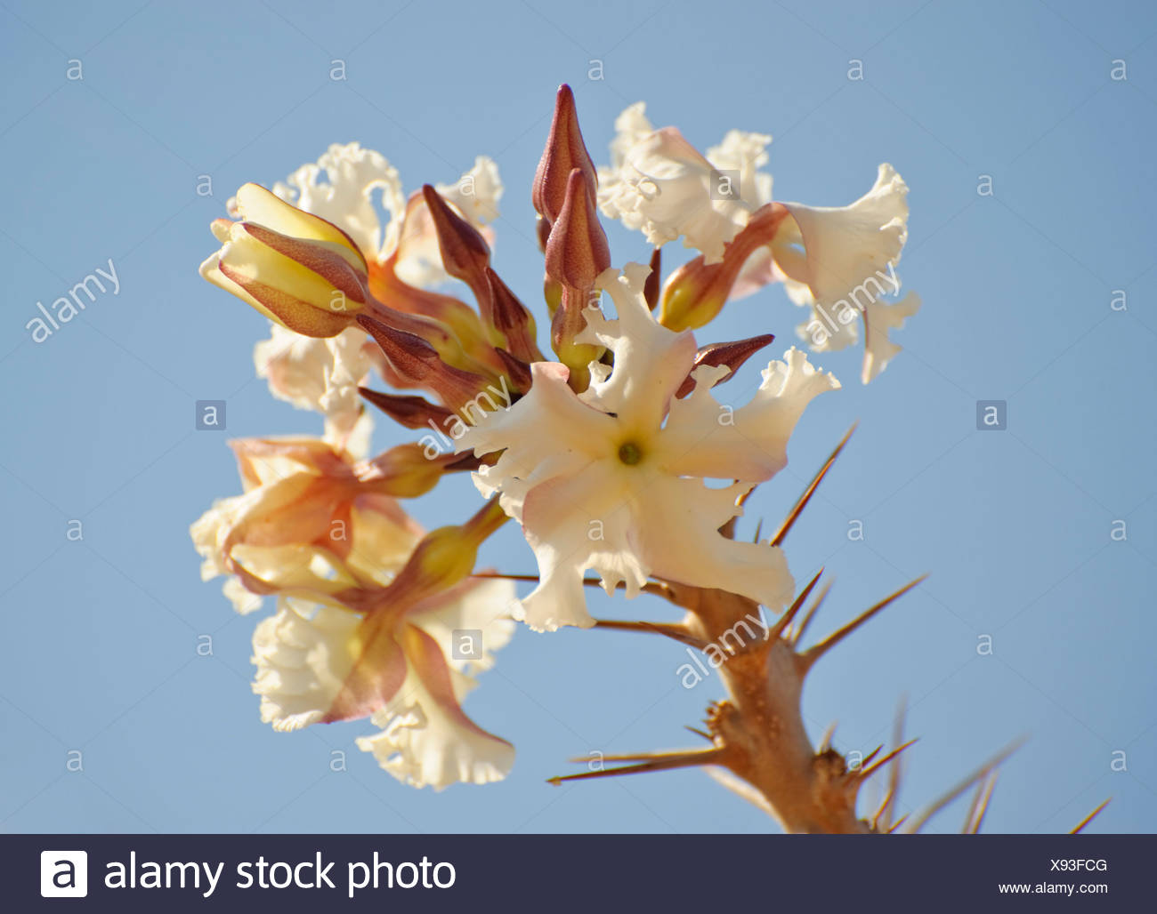 Pachypodium Tree High Resolution Stock Photography and Images - Alamy