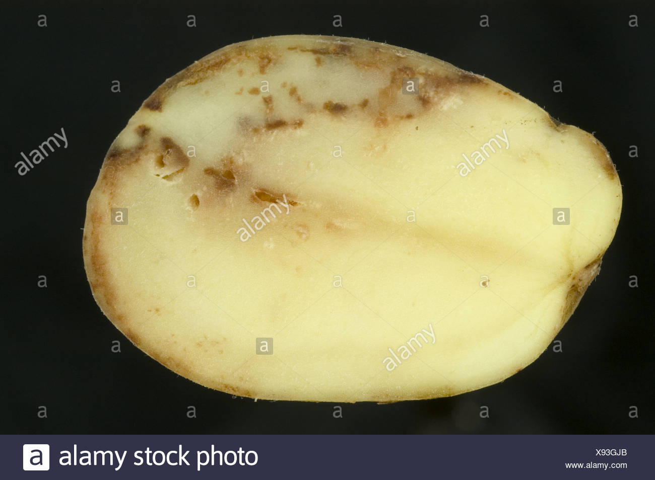The Irish Potato Famine High Resolution Stock Photography and Images ...