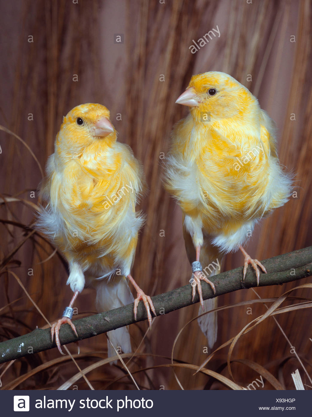 Bird Canaries Pair High Resolution Stock Photography and Images - Alamy