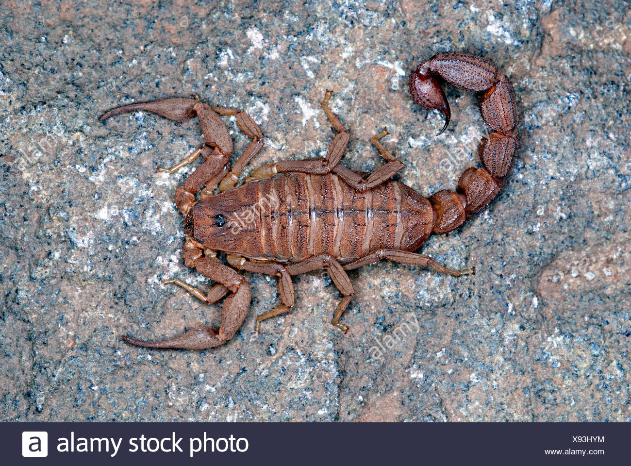 Family Buthidae High Resolution Stock Photography and Images - Alamy