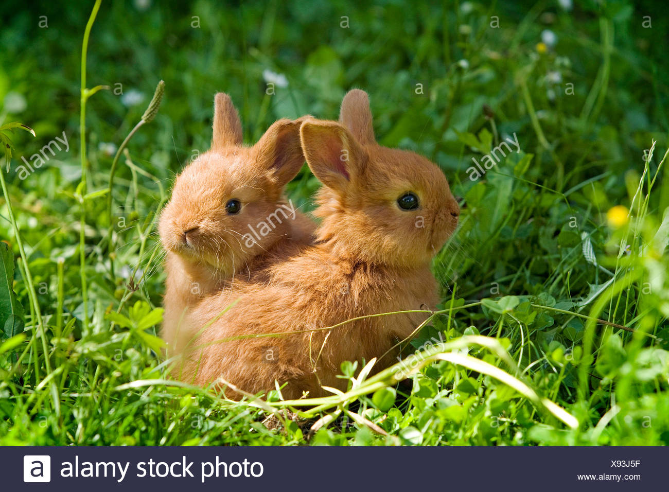 New Zealand Rabbit Stock Photos & New Zealand Rabbit Stock Images - Alamy